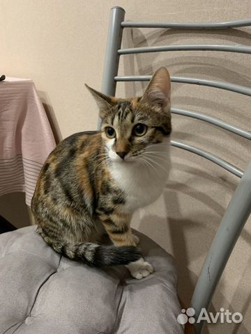 Кошечка короткошерстная европейская