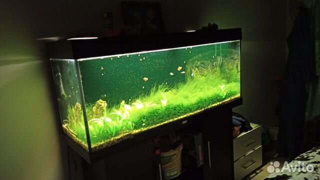 Аквариум Juwel Rio 240 л с тумбой