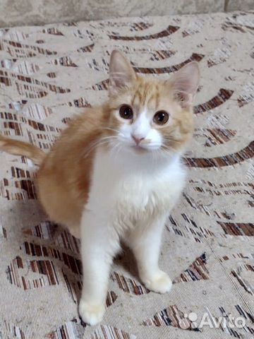 Котенок девочка в добрые руки