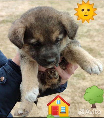 Малыши от маленькой собачки