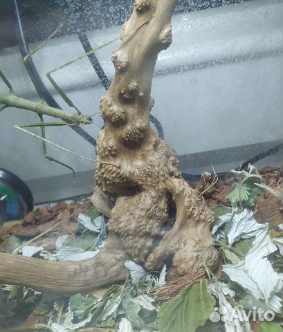 Палочники. Малыши и яйца