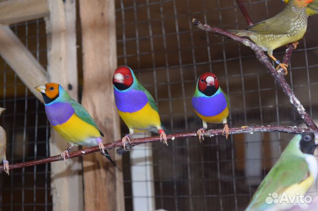 Певчие птицы