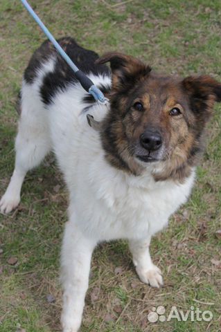 Верная дружелюбная Майли ищет дом