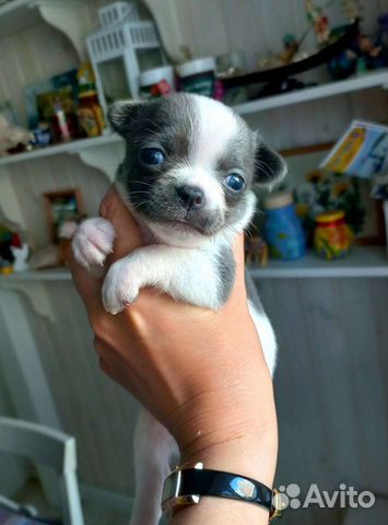 Небесная девочка