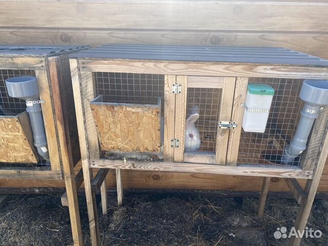 Продажа кроликов