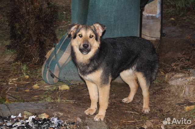 Восточноевропейская овчарка