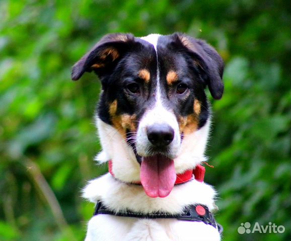 Позитивный Тим, собака в добрые руки в дар