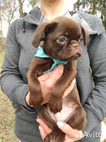 Шоколадный брабансон