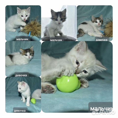 Котятки в дар