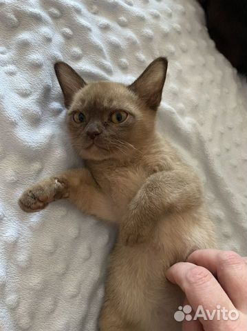 Бурманская