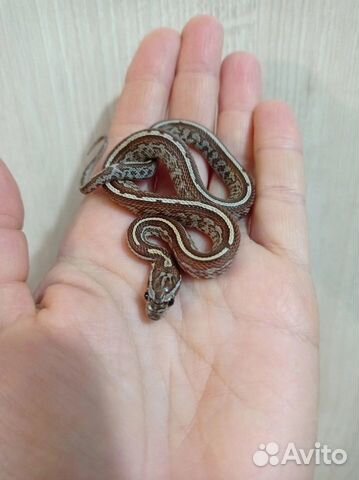 Моисовый полоз