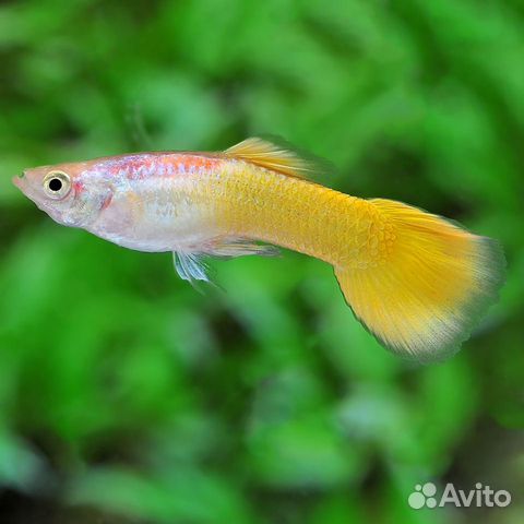 Гуппи немецкие желтохвостые