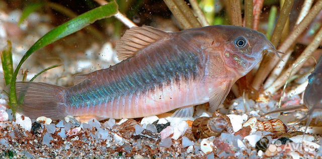 Аквариумные рыбки. Коридорасы