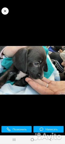 Собака маленькая порода