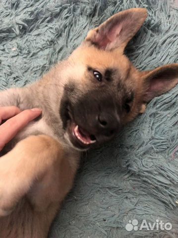 Щенок хаски