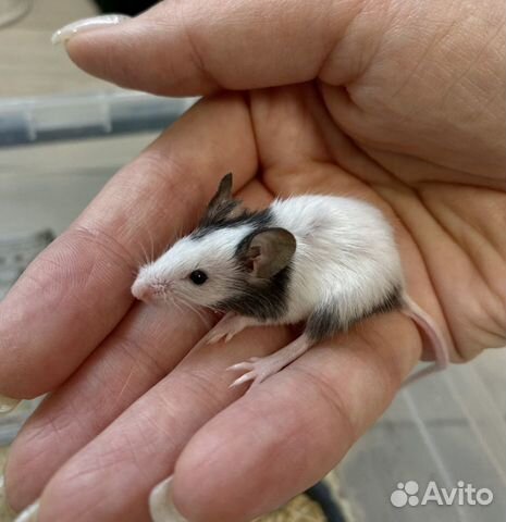 Бамбуковые мыши