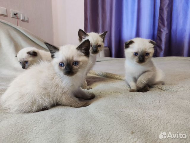 Продаются тайские котята