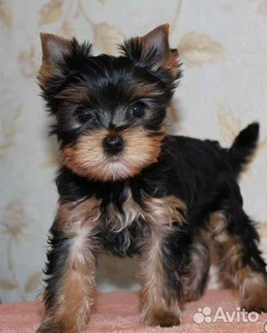 Йоркширский терьер щенки