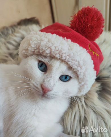 Ласковая кошечка в самые добрые руки