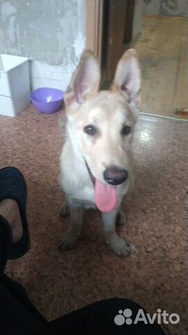 Собаки бесплатно в добрые руки