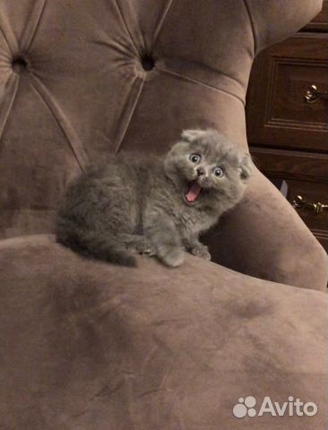 Шотландский котик