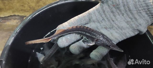 Рыбки в пруд