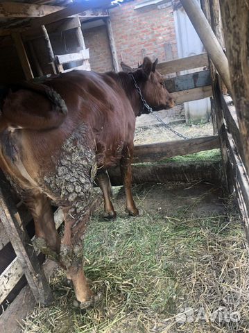 Бычки и телки