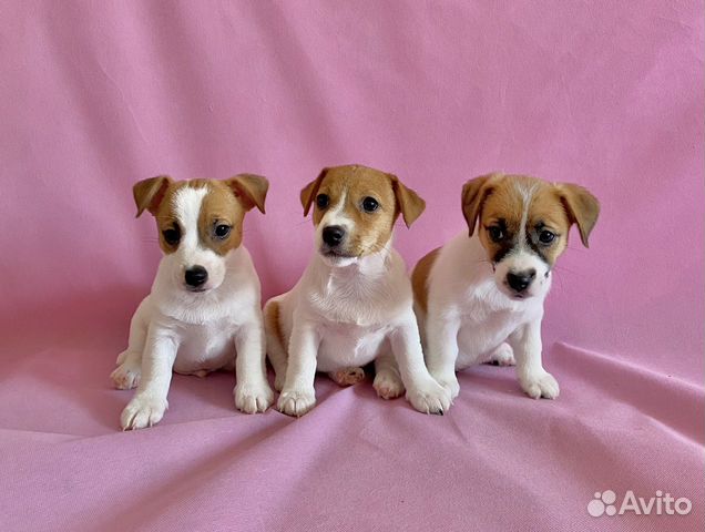 Джеки - радость каждый день