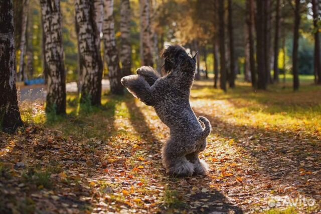 Щенки Керри блю терьера