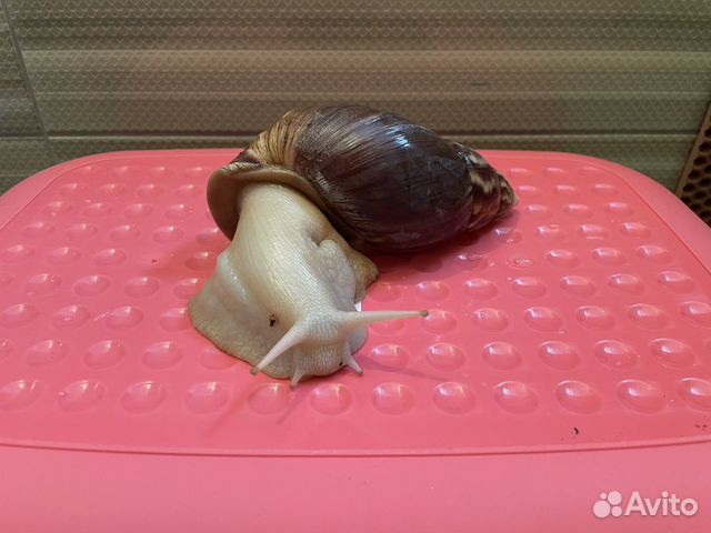 Улитка ахатина бесплатно