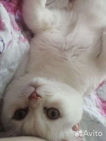 Кот на ищет невесту) (вязка)