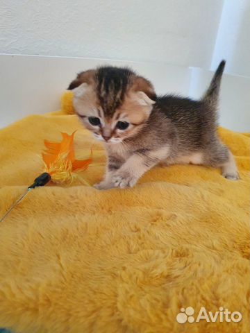 Золотые шиншилки