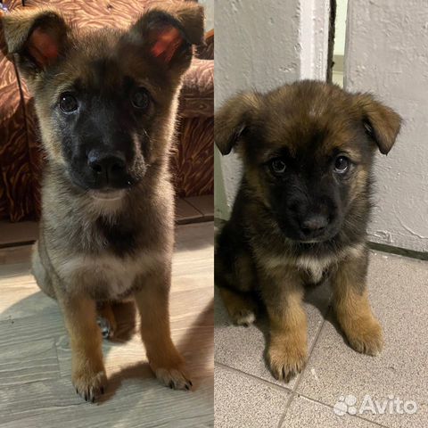 Бельгийская овчарка (возможно метис)