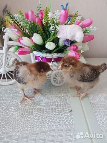 Куры молодки несушки