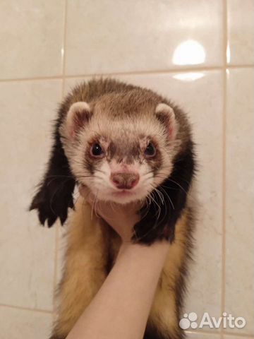 Харек в добрые руки