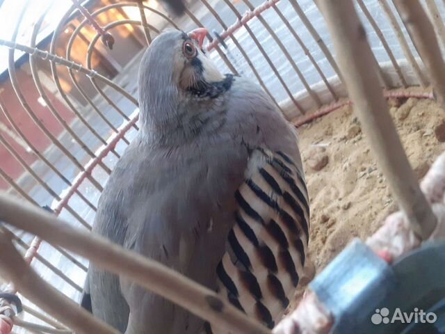 Кеклик куропатка