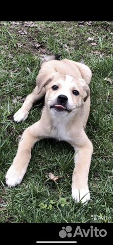 Щенок метис лабрадор пинчер
