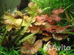Аквариумные растения