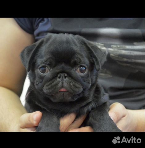 Чёрная девочка мопса