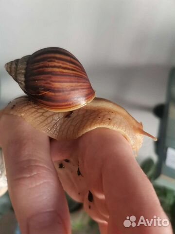 Улитки ахатины бесплатно