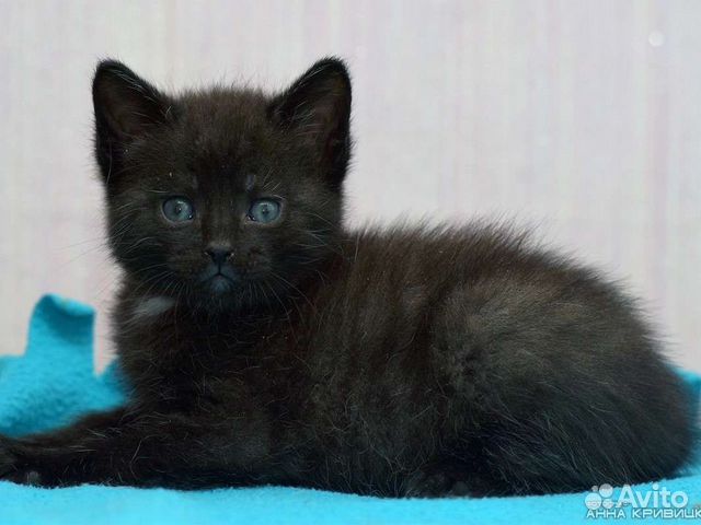 Котенок мальчик в добрые руки