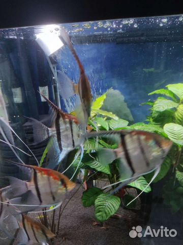 Скалярия Манакапуру