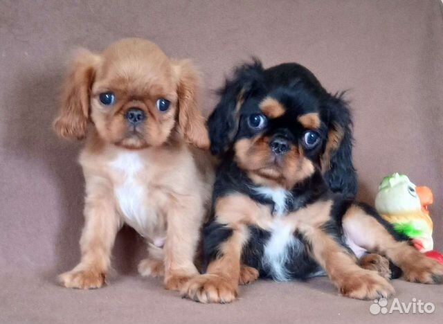 Спаниель щенки Кинг Чарльз