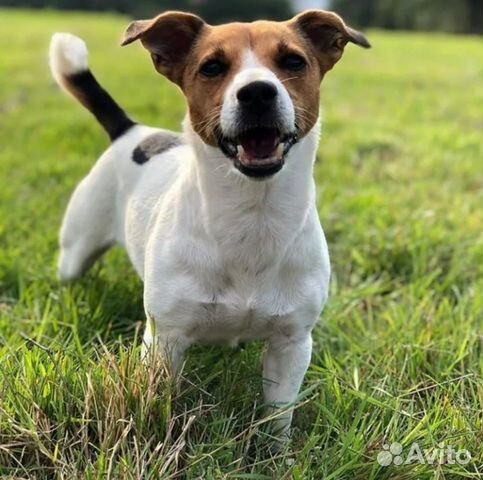 Джек Рассел терьер