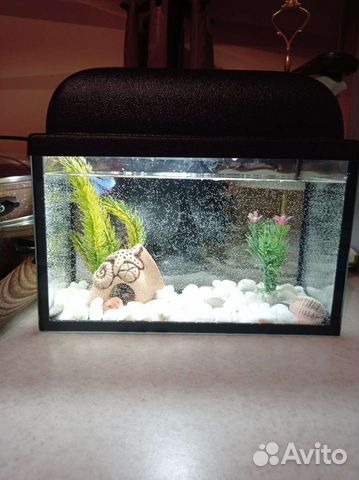 Рыбка петушок 2 самки и 1 самец