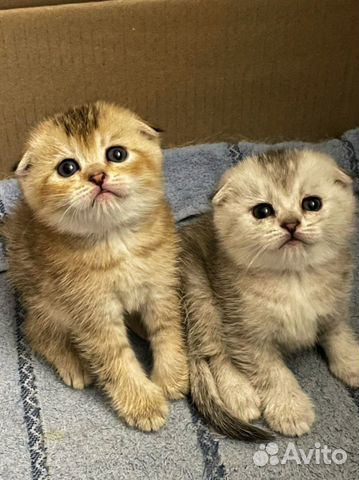 Шотландские котята