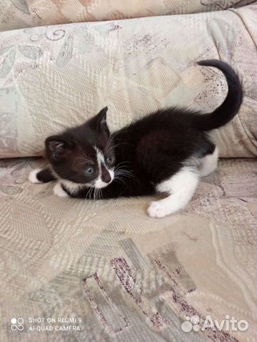Котенок в дар