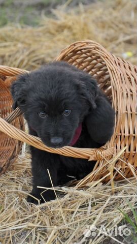 Щенок мальчик в хорошие руки
