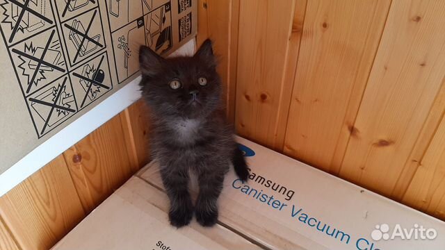 Котятки в добрые руки