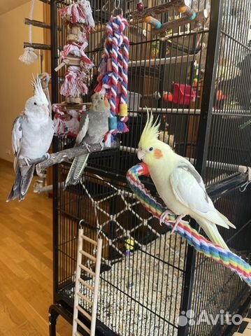 Попугай корелла ручной